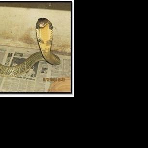 King cobra is on the loose in Orlando, Florida | | wicz.com