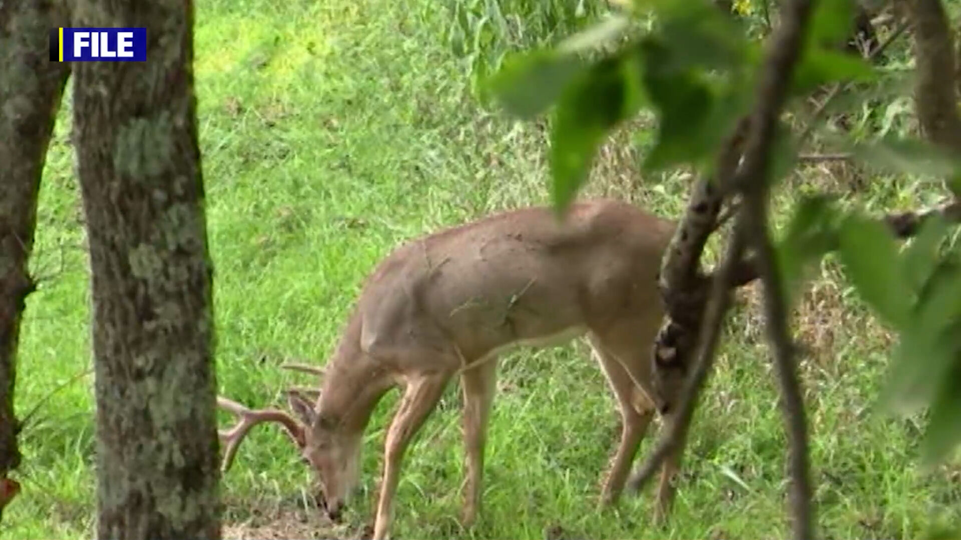 Holiday Deer Hunt Gives Hunters One Last Chance to Fill Tags | News ...