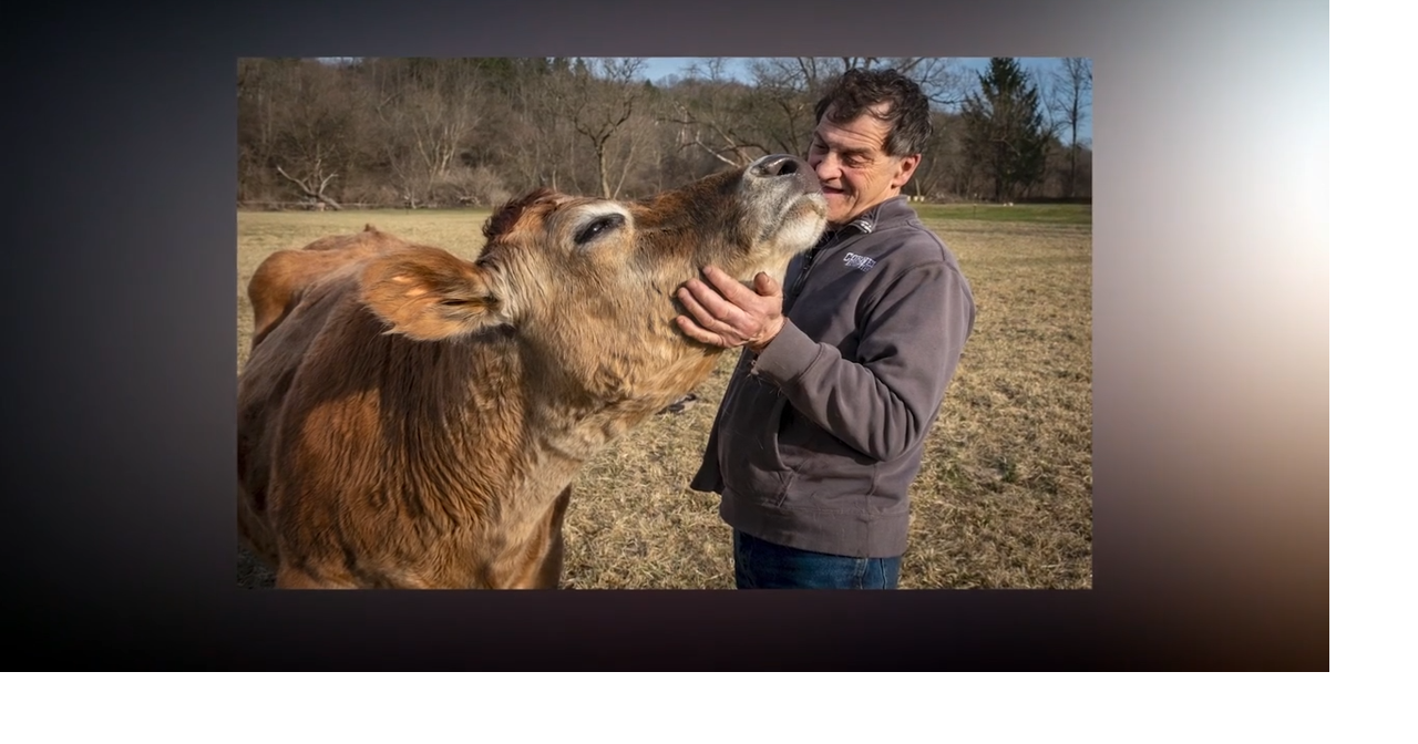 Blossom the Cow Honored with 2025 Red Cross Animal Rescue Award ...