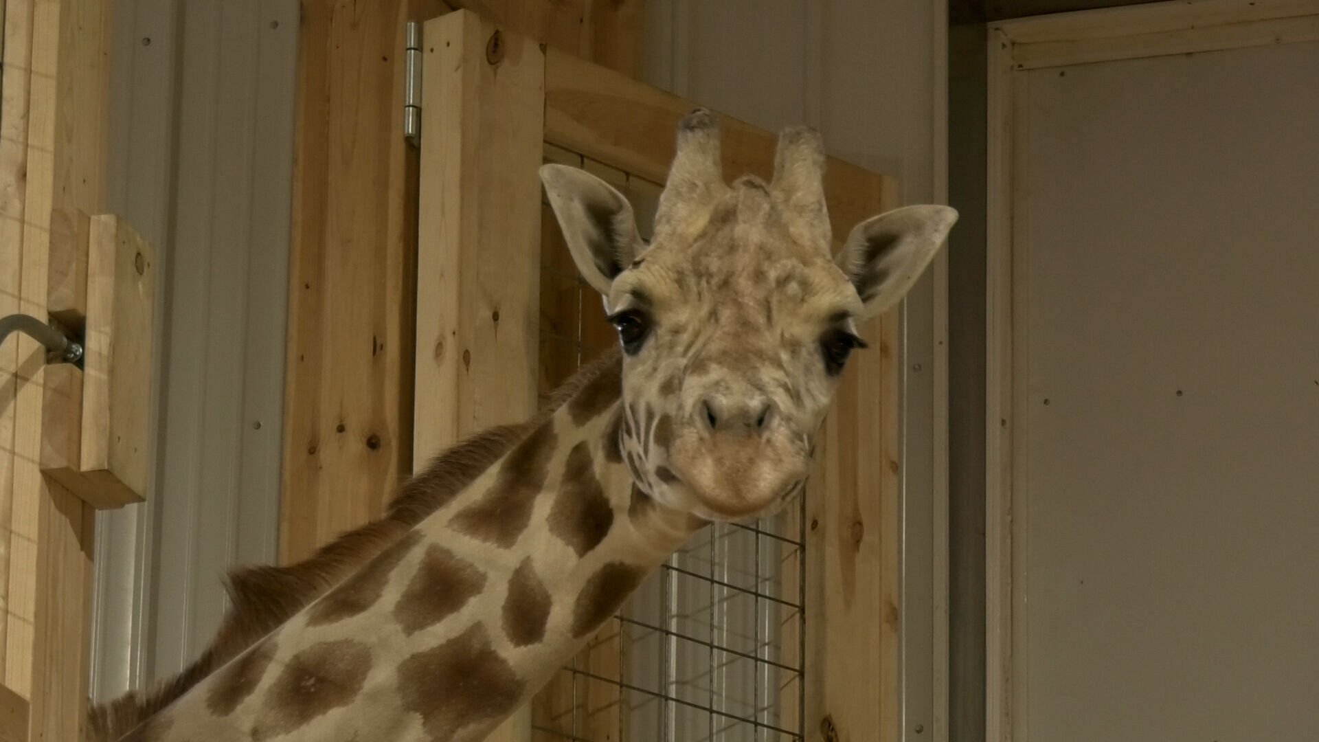 Animal Adventures Park Opening New Indoor Zoo Experience | News | wicz.com