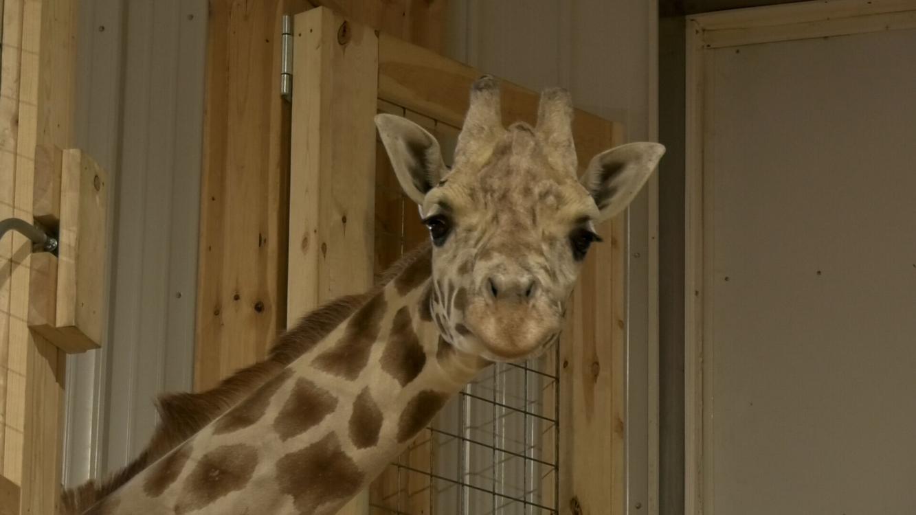 Animal Adventures Park Opening New Indoor Zoo Experience | News | wicz.com