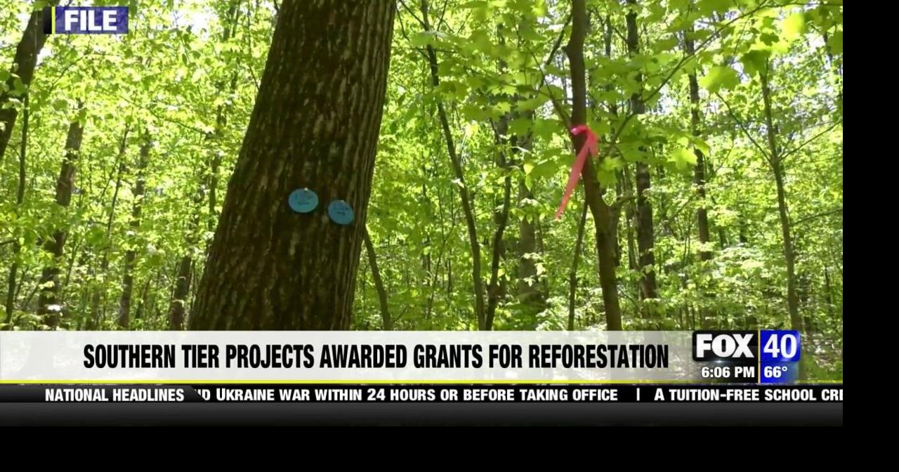 Southern Tier Projects Awarded Grants for Reforestation Projects | News ...