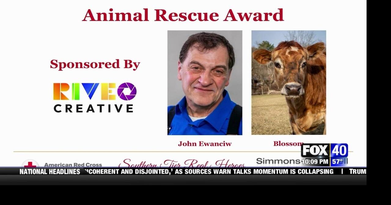 Blossom the Cow Honored with 2025 Red Cross Animal Rescue Award | News ...