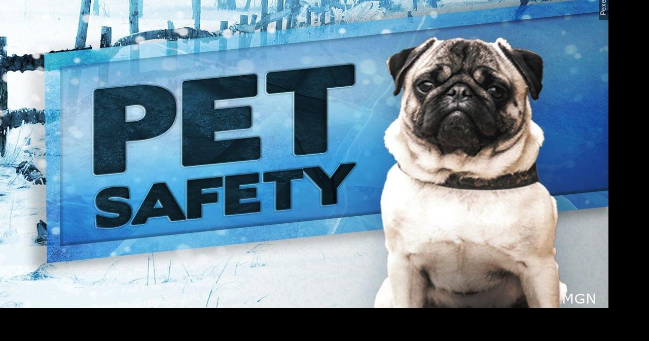 Binghamton Passes New Law to Protect Dogs from Extreme Weather | News ...