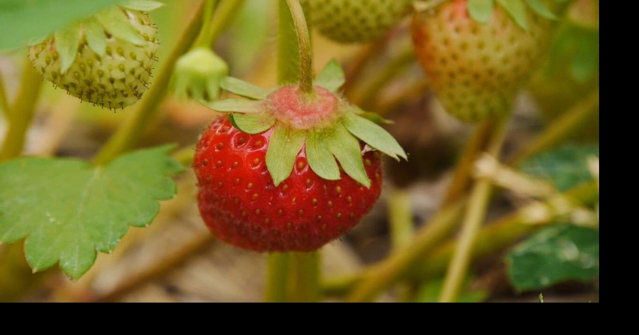 Owego Police Announce Road Closures Ahead of 2026 Strawberry Festival ...