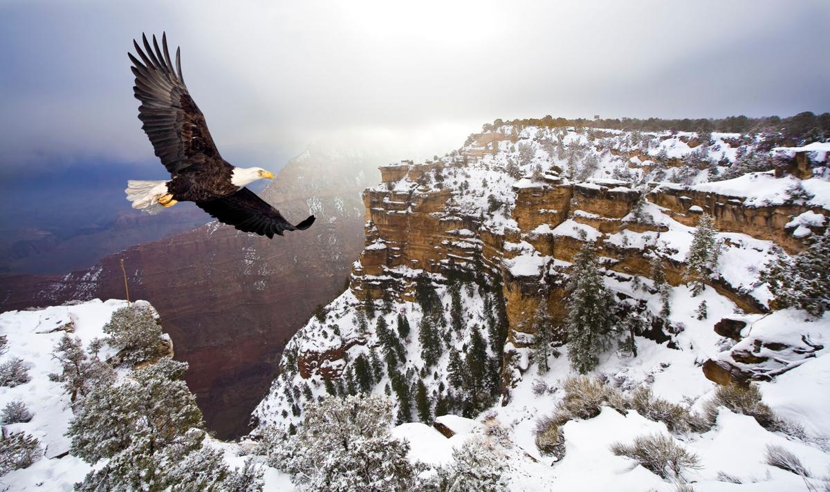 Arizona bald eagle recovery soars to new heights as 2024 breeding ...