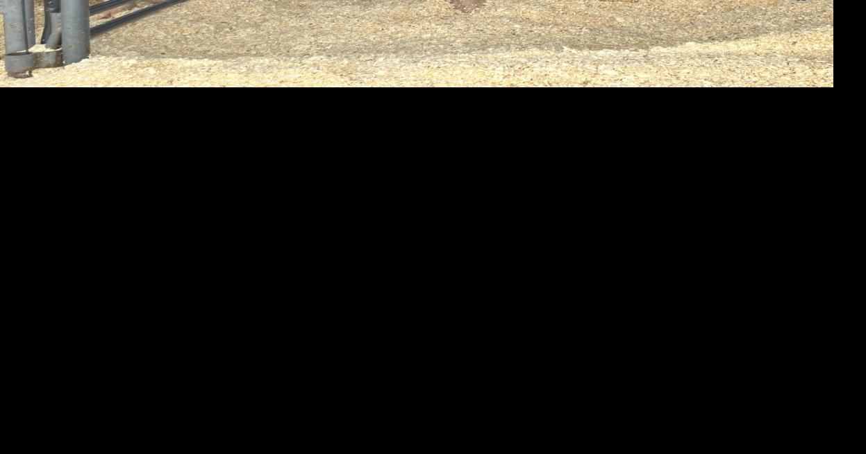 Coconino County fair ropes in the fun | | williamsnews.com