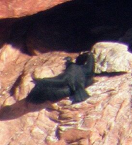 Condor hatchling sighted | Grand Canyon Local News | williamsnews.com
