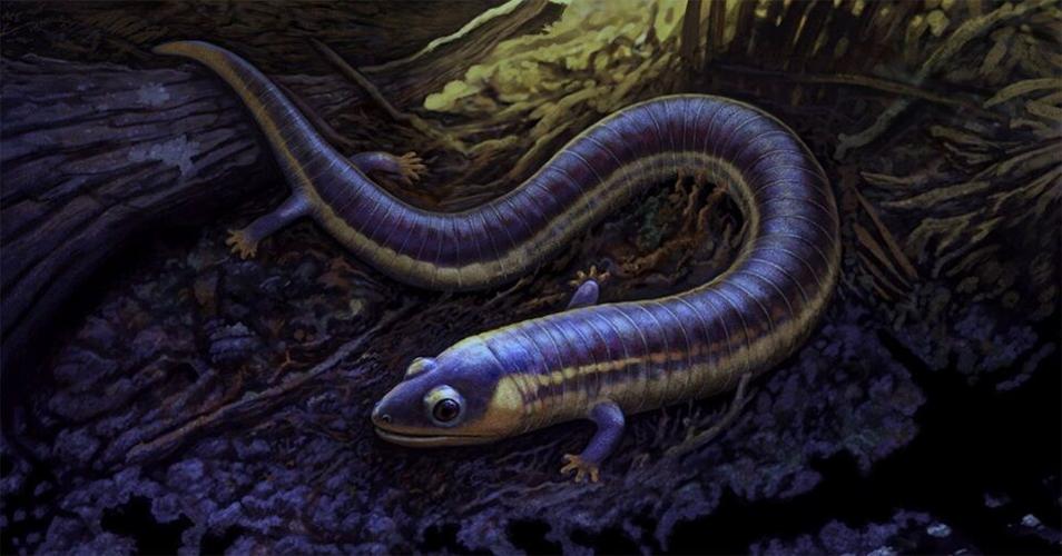 Newly-discovered Triassic amphibian is the oldest of its kind in ...