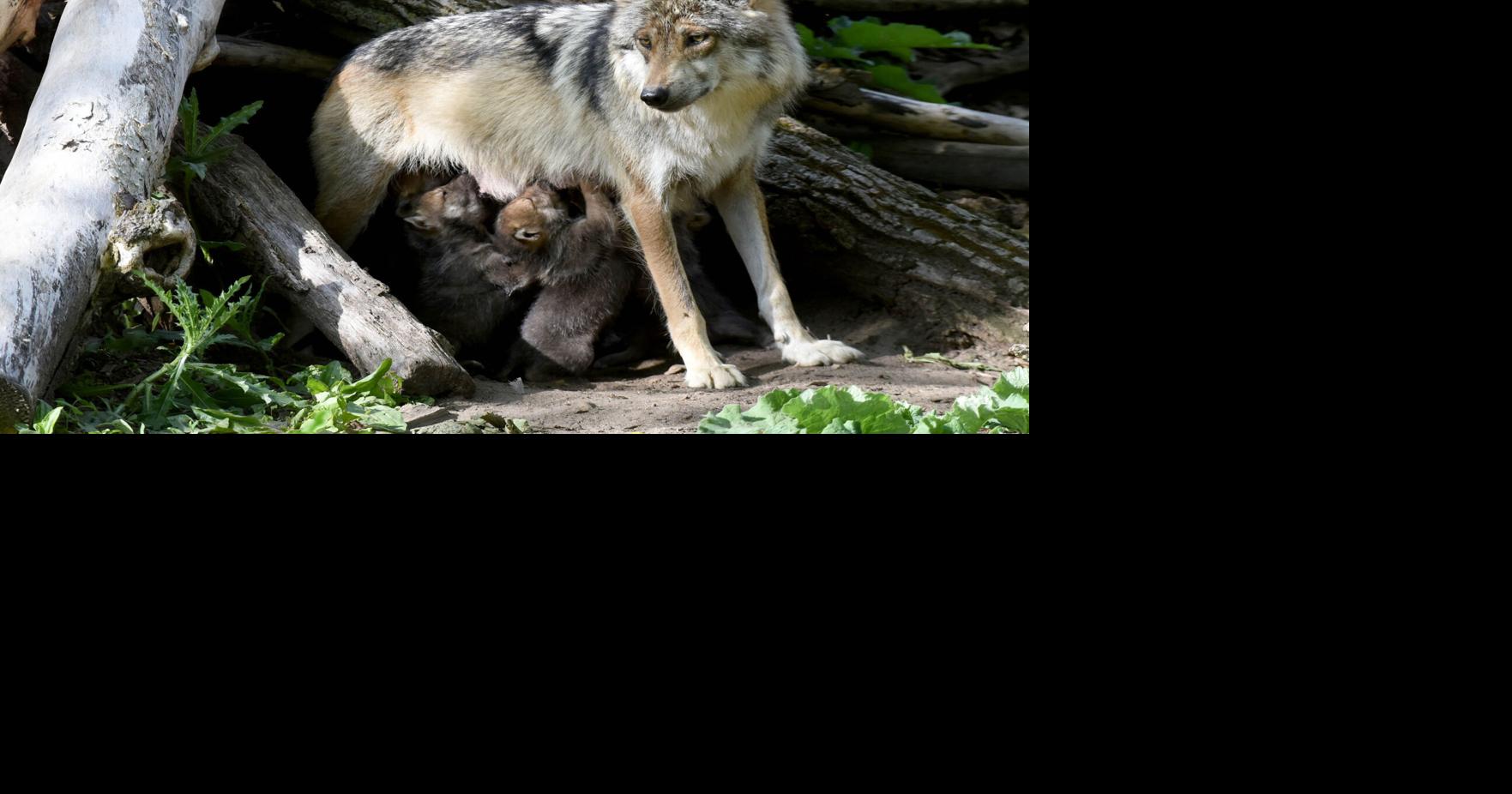 Endangered wolf pups born in captivity join wild dens | Environment ...