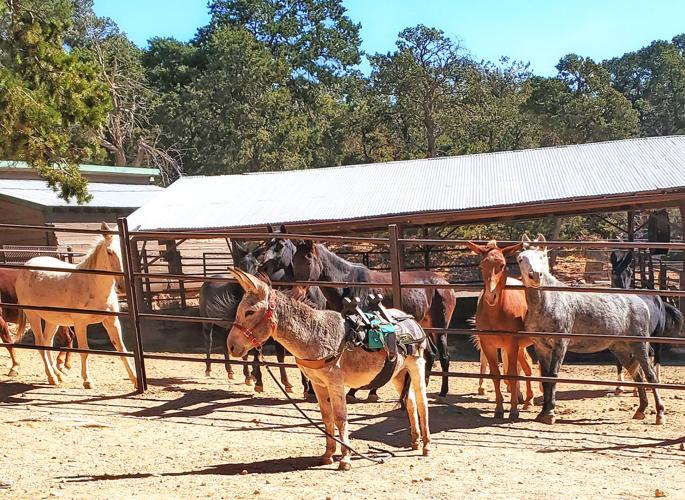 Western Pack Burro Racing Ass-ociation takes Grand Canyon rangers for a ...