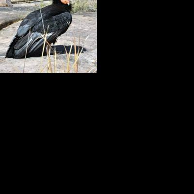 California condor shot in Arizona | Grand Canyon Local News ...