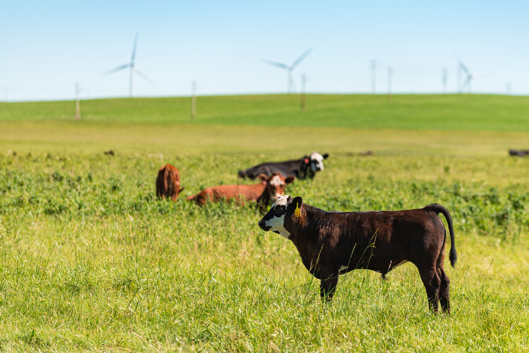 Proposed wind farm on Babbitt Ranches seeks approval | News ...
