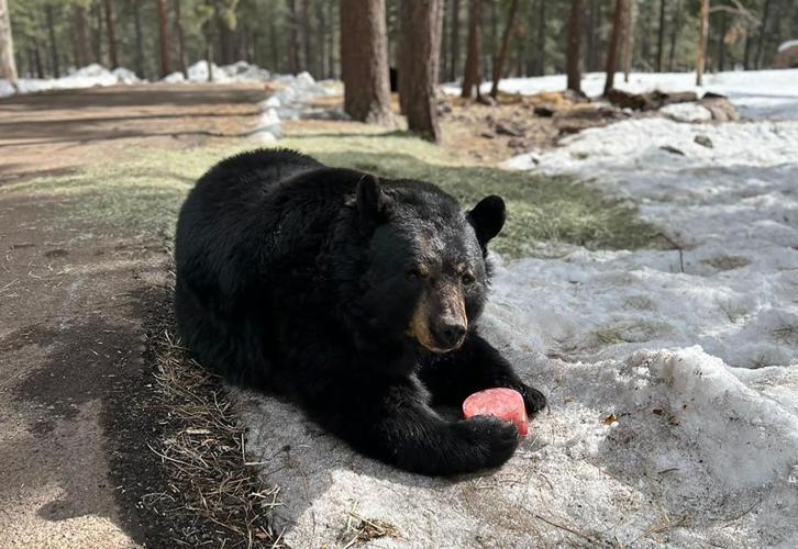 Beary good treats | Features | williamsnews.com