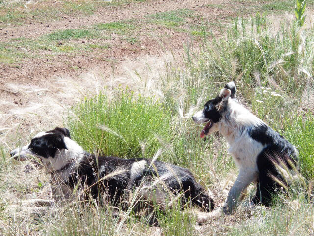 Taking the lead: A Peruvian shepherd builds a new life in the pastures ...