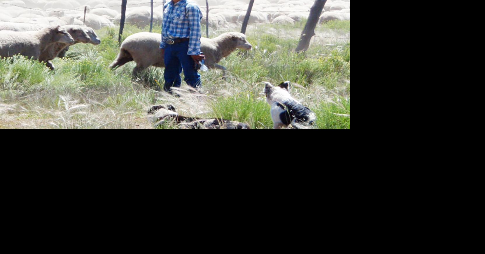 Taking the lead: A Peruvian shepherd builds a new life in the pastures ...