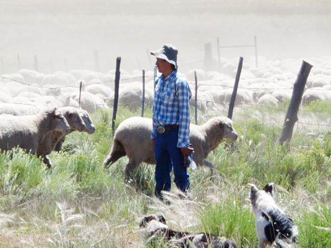 Taking the lead: A Peruvian shepherd builds a new life in the pastures ...