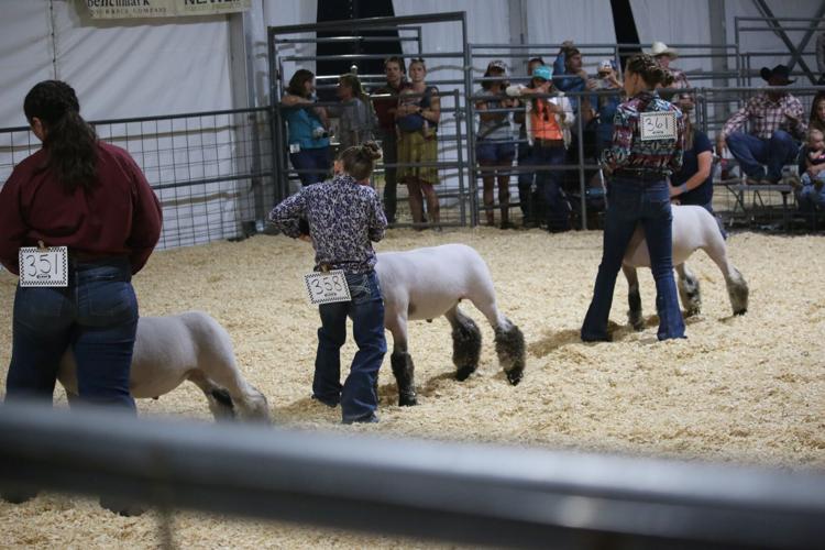 Coconino County Fair 2022 | Photo Galleries | williamsnews.com