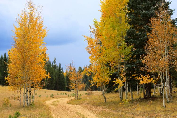 Finding fall in northern Arizona | Features | williamsnews.com