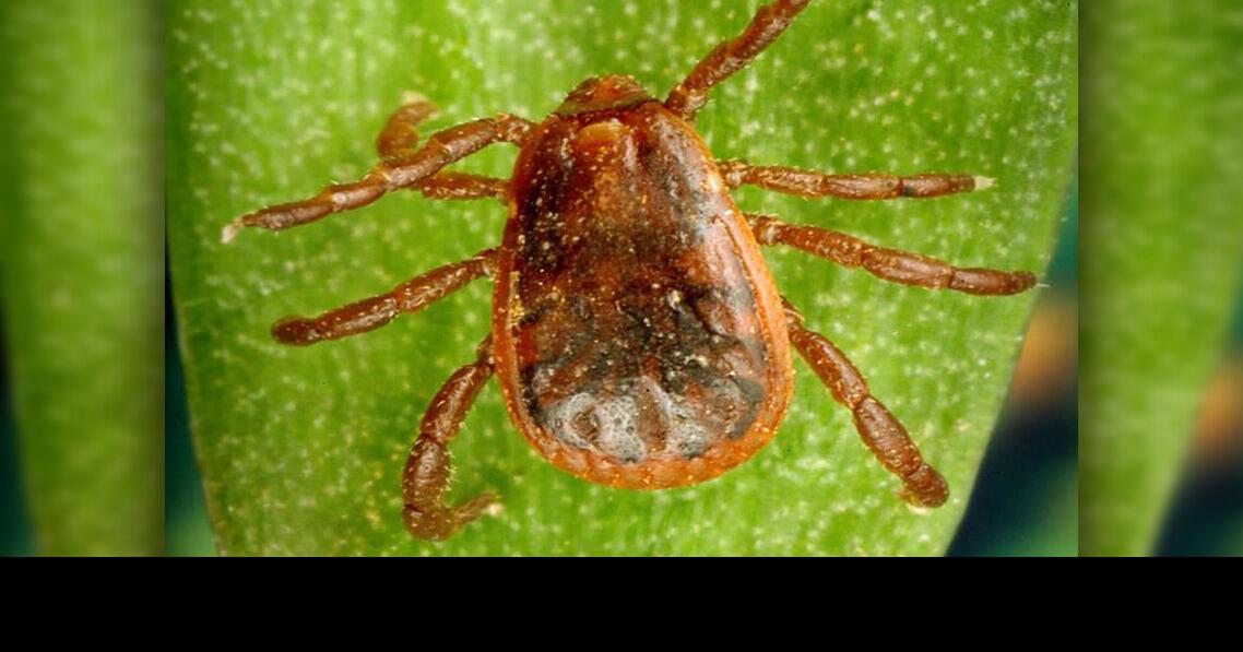 Tick-borne infections may become more common as insects move into new ...