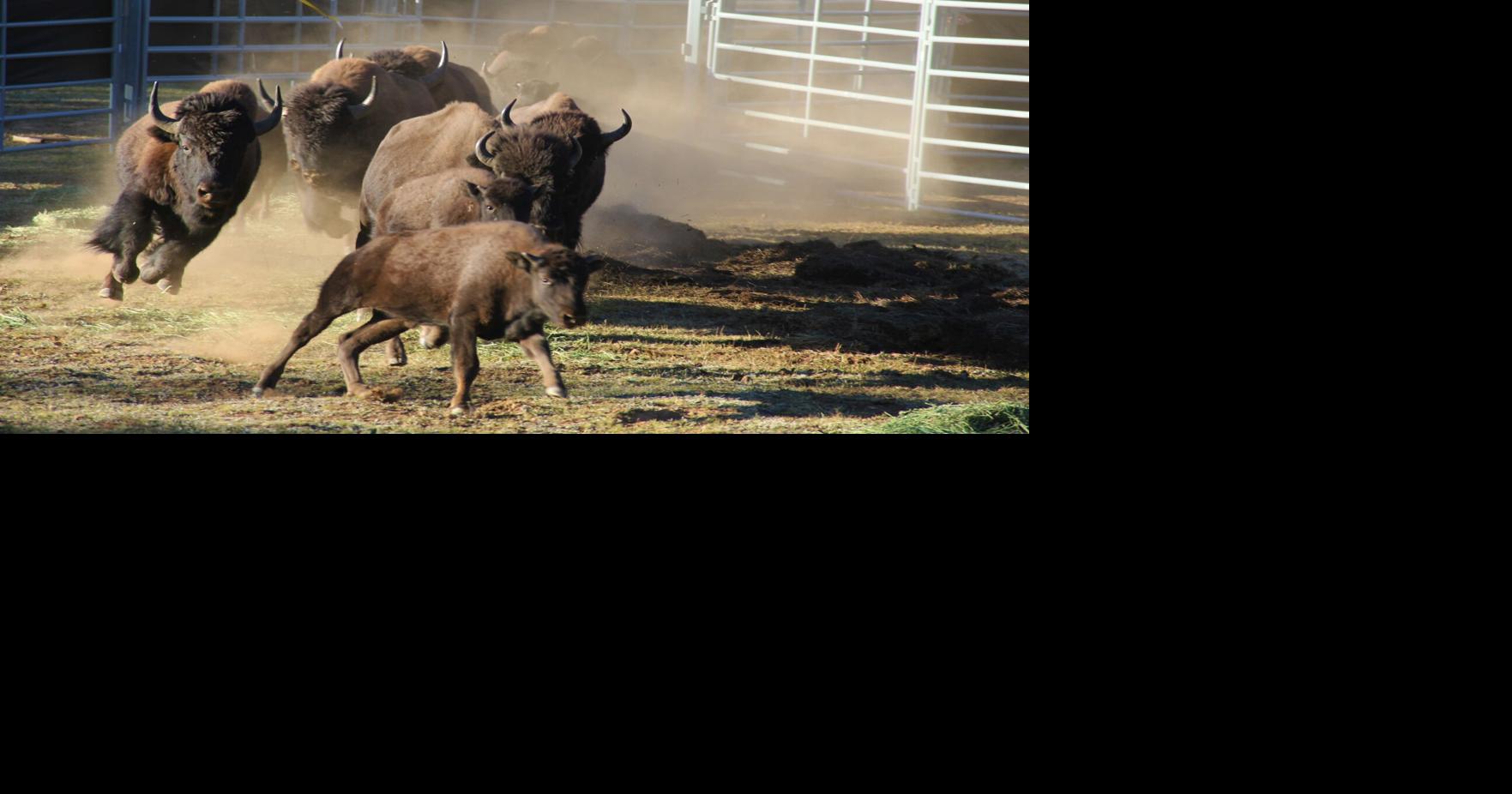 Grand Canyon’s annual bison round-up returns in September | Grand ...
