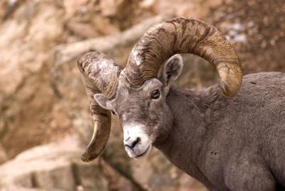 Reward offered for bighorn sheep poaching | Regional | williamsnews.com