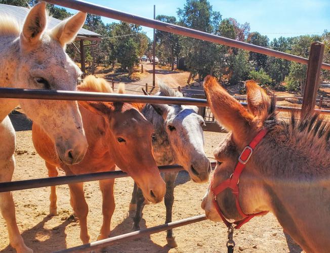 Western Pack Burro Racing Ass-ociation takes Grand Canyon rangers for a ...