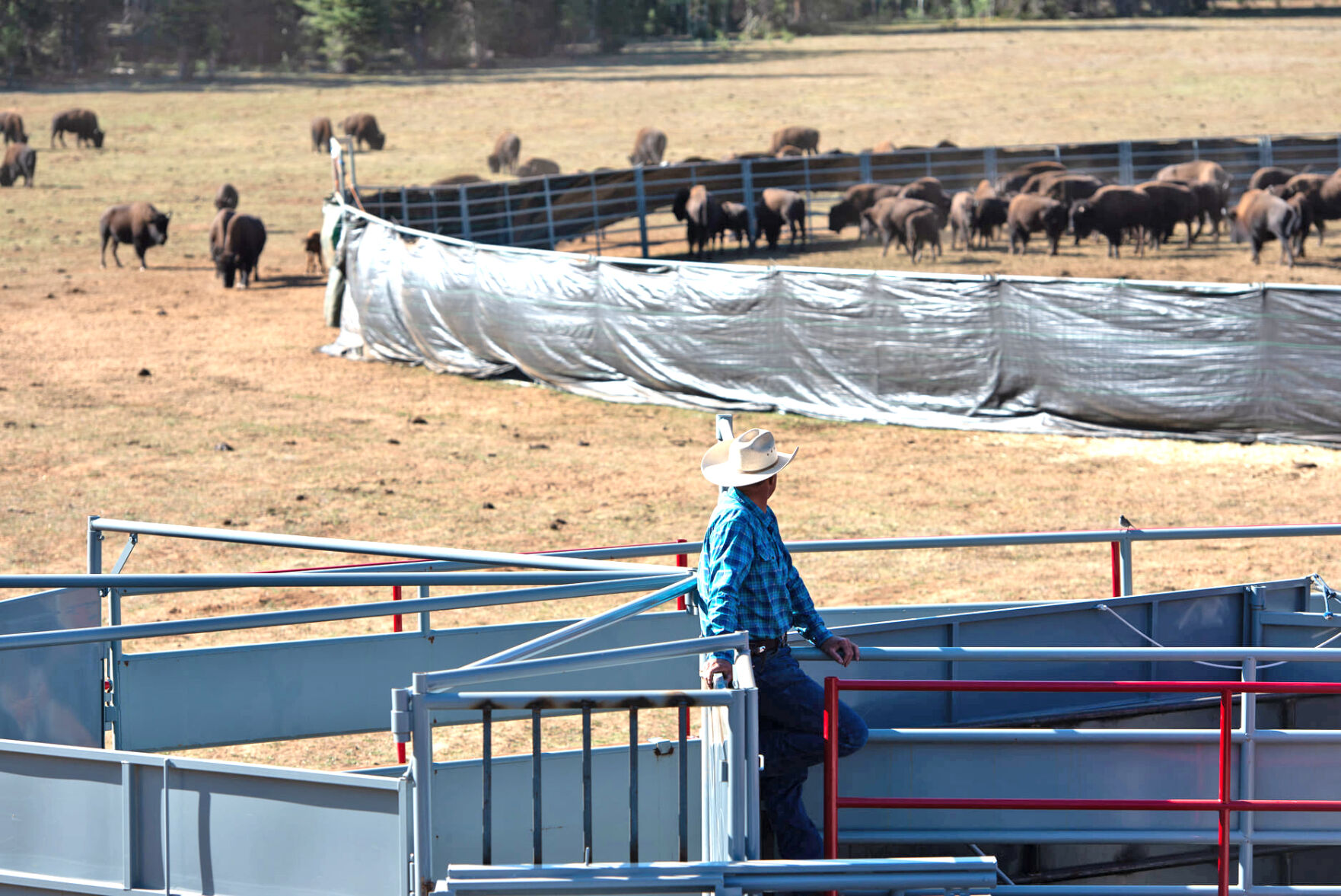 Radio collars help monitor North Rim bison herd | Grand Canyon Local ...