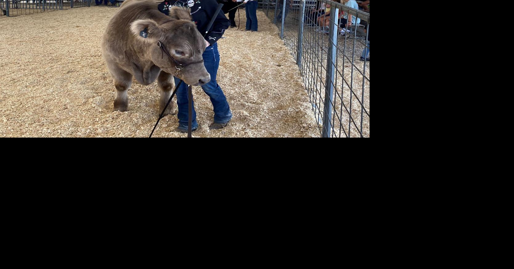 Williams, Parks and Valle 4-H groups rack up wins at Coconino County ...
