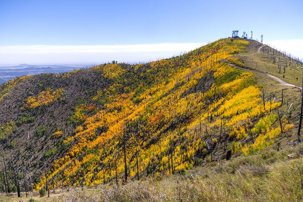 mount elden flagstaff