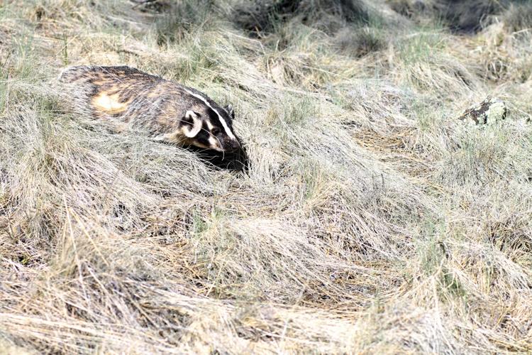 Arizona Game And Fish Release Badger | Photo Galleries | williamsnews.com
