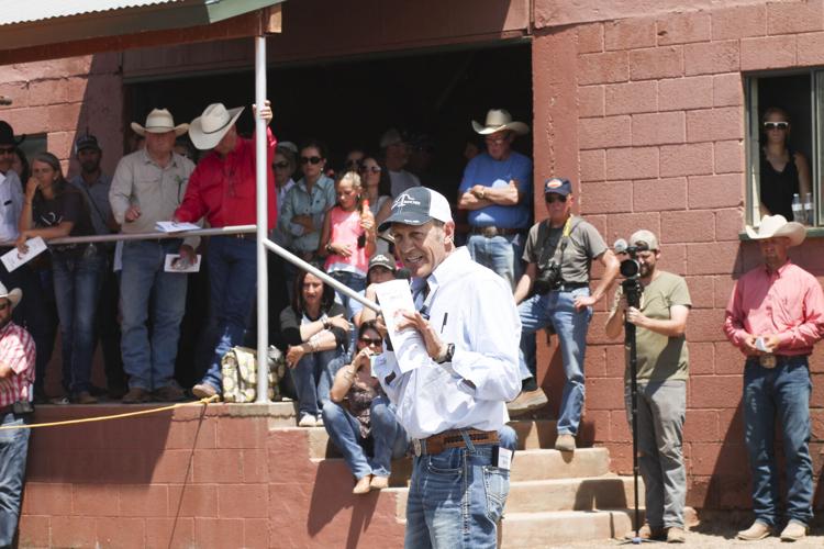 Babbitt Ranches hold annual colt sale west of Flagstaff | Features ...