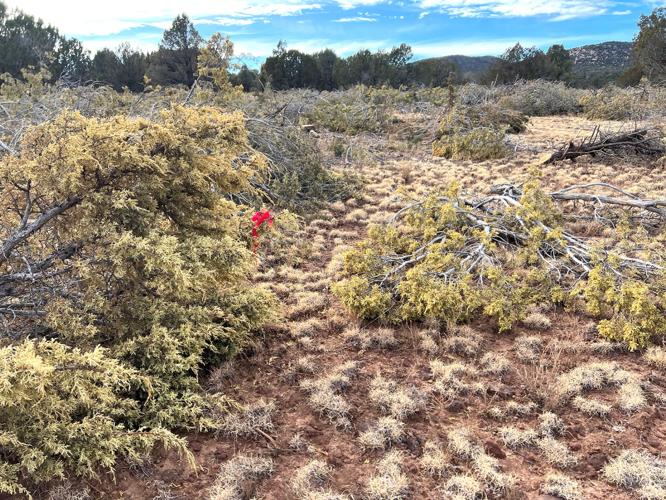 A changed landscape: State's aggressive thinning of trees concerns Red ...