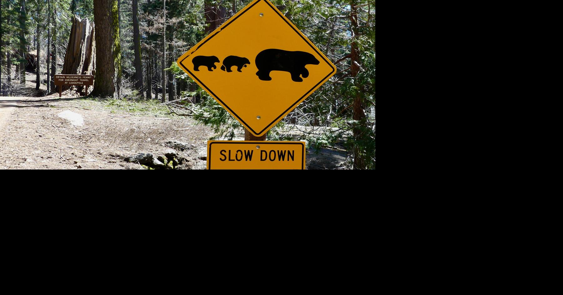 AZGFD urges visitors and residents be bear aware and stay safe in ...
