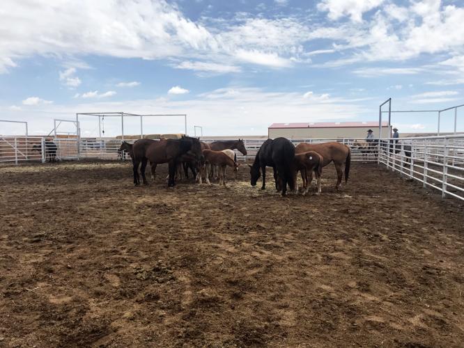 Babbitt Ranches holds annual colt sale north of Flagstaff | Features ...