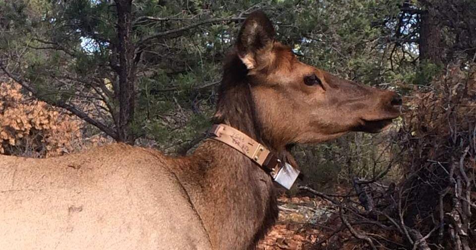 Hunters: Save tracking collars from big game | News | williamsnews.com