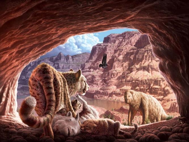 Solving a cold case from the Ice Age at Grand Canyon | Grand Canyon ...