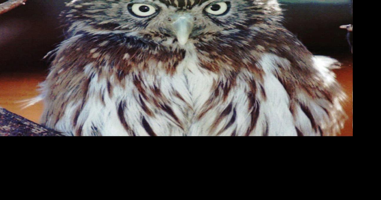 Arizona’s tiny desert pygmy owl has new chance for protection ...