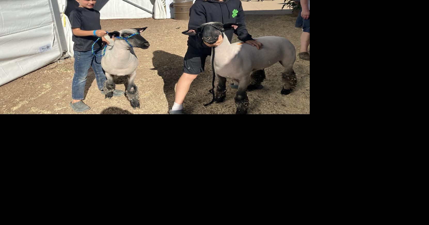 Coconino County fair ropes in the fun | Williams Local News ...