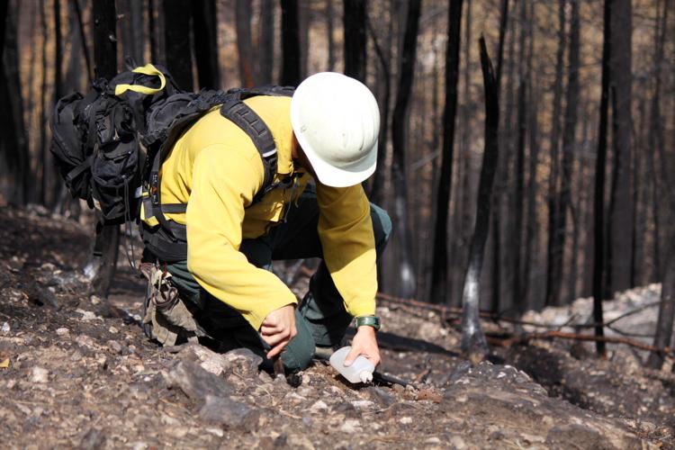 What happens to the forest after a wildfire? | Features | williamsnews.com