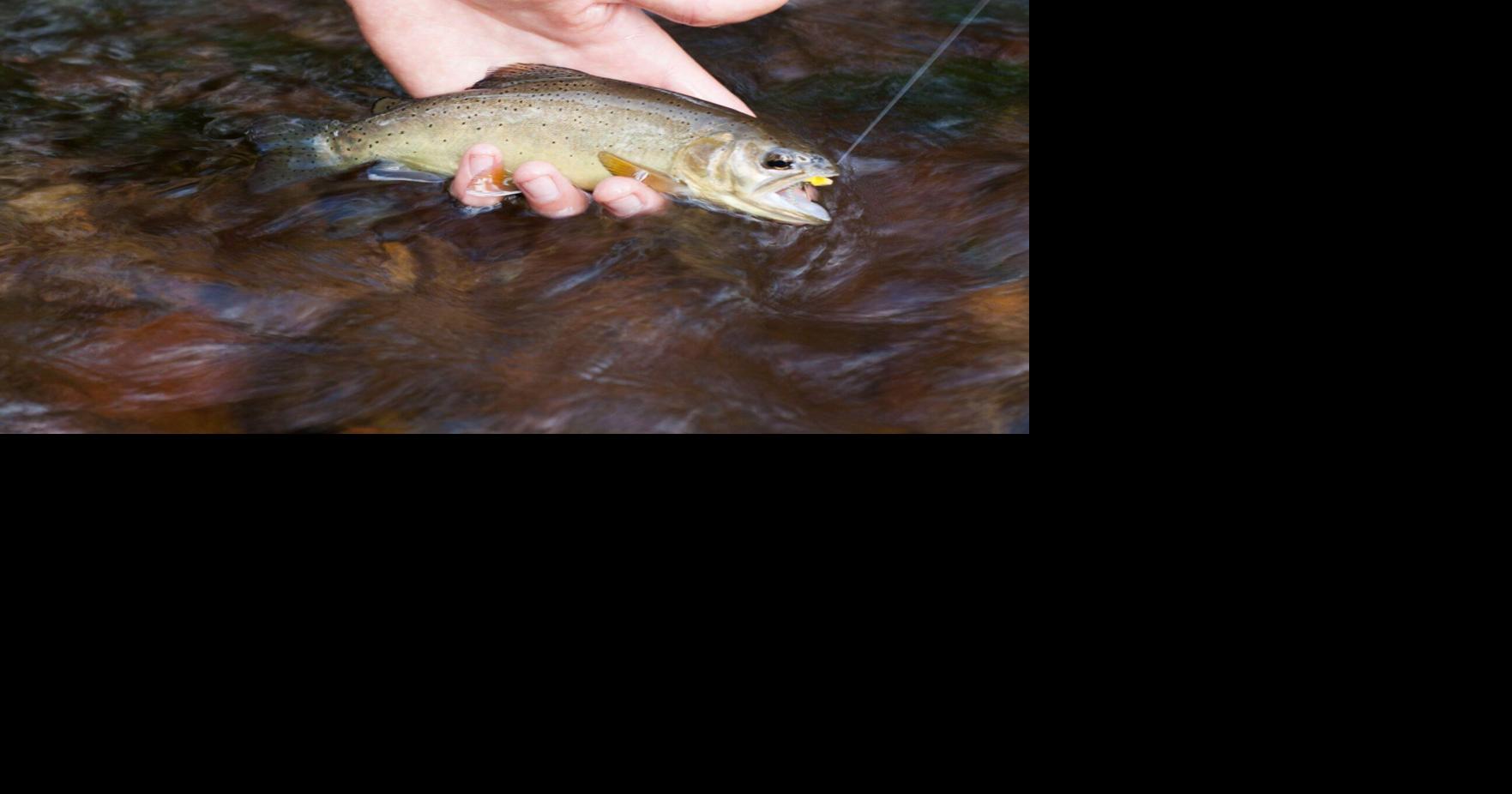 Arizona state fish, the Apache trout, is no longer considered ...