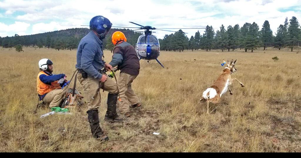 Tracking pronghorn: AZGFD capture and collar for migration project ...