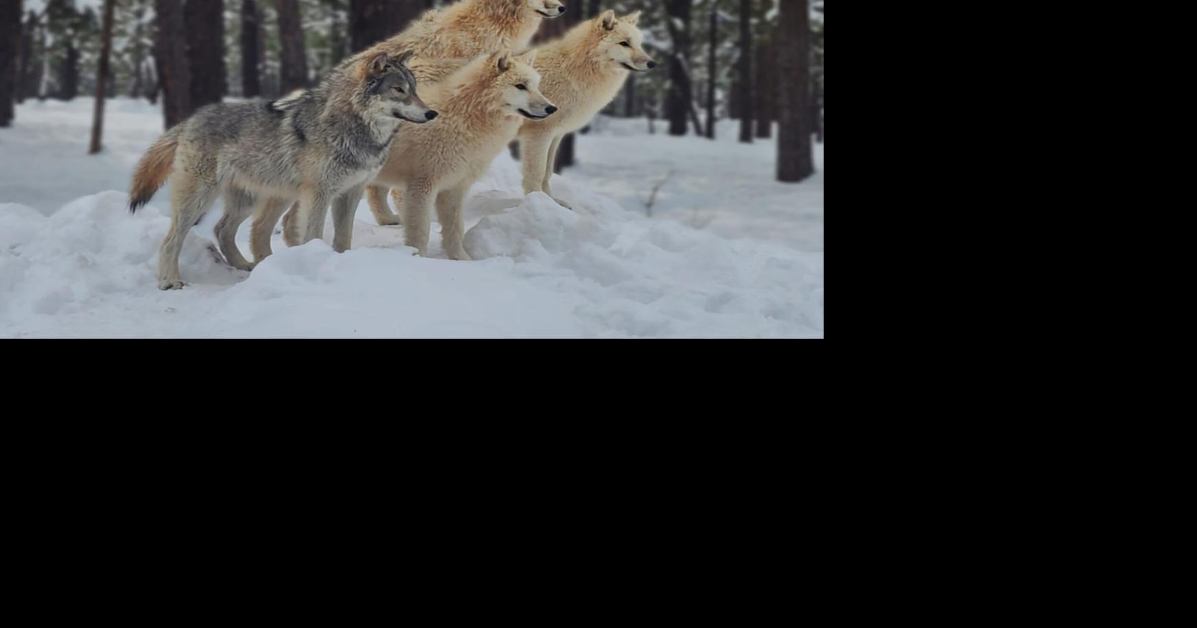 Bearizona 's wolf puppies face their first winter | Features ...