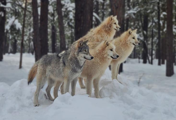 Bearizona 's wolf puppies face their first winter | Features ...