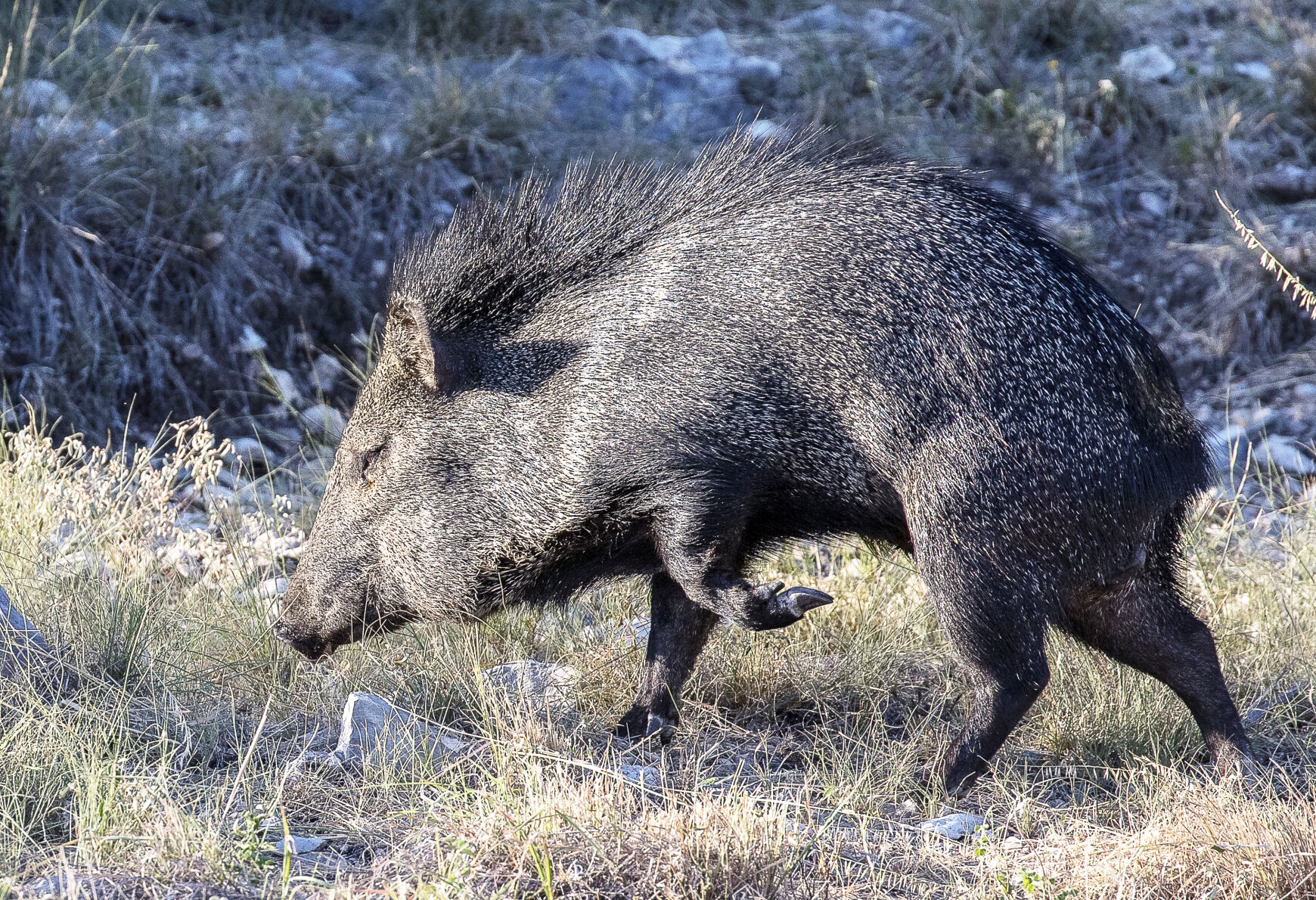 2,200 permit tags remain for spring 2025 hunts, raptor capture | News ...