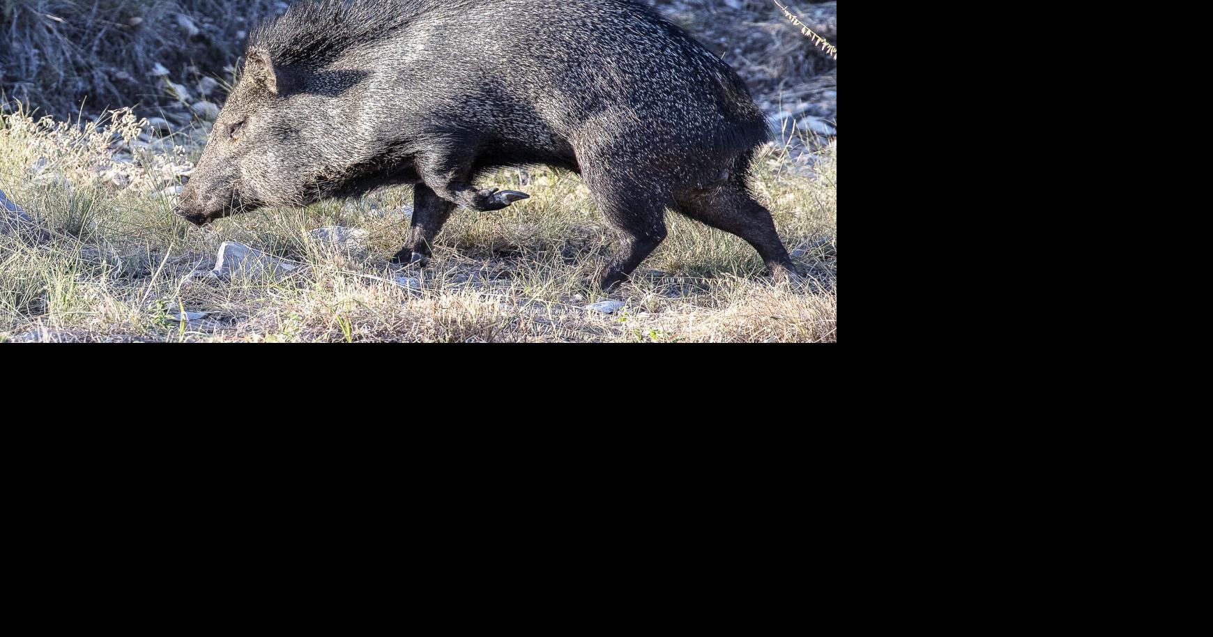 2,200 permit tags remain for spring 2025 hunts, raptor capture | News ...