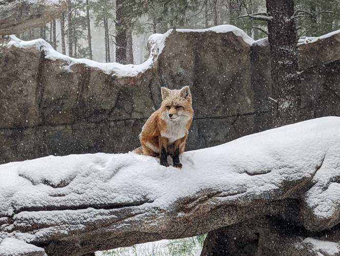 Animals are thrilled with Williams' first snow | Photo Galleries ...
