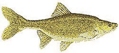 Fish and Wildlife Service finds roundtail chub warrants protection ...