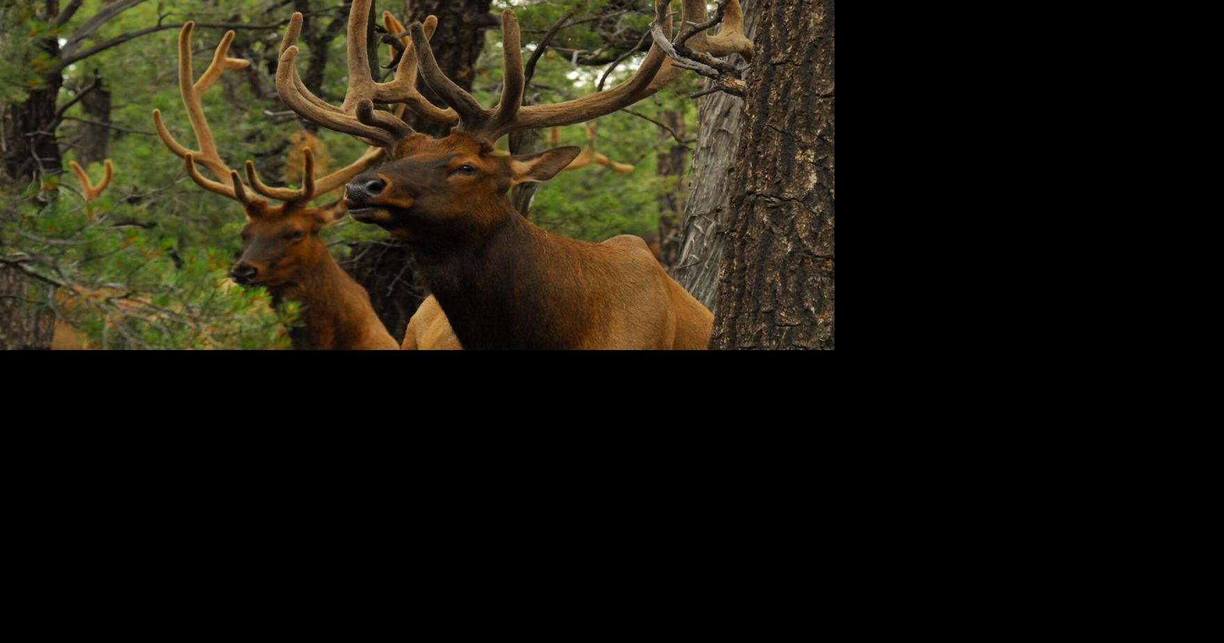 AZGFD Outdoor Expo April 2-3 | Regional | williamsnews.com