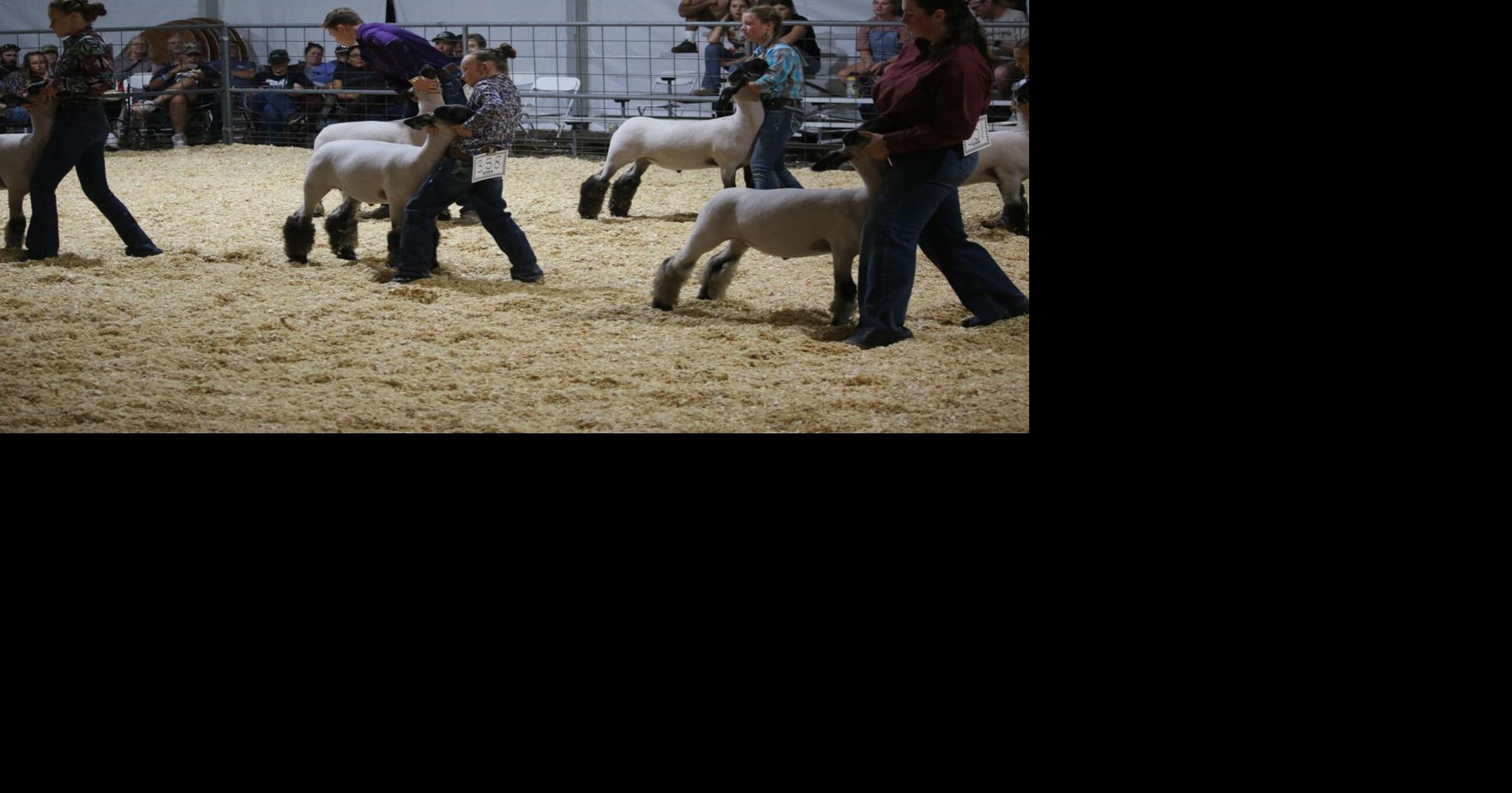 Coconino County Fair 2022 | Photo Galleries | williamsnews.com